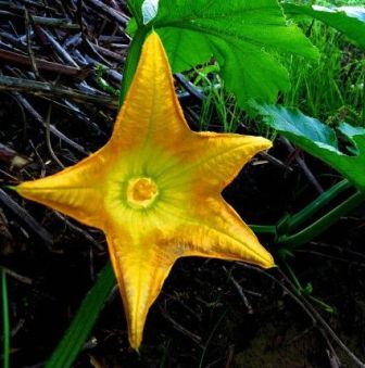 Sphaedros, Sexaedro y Esferas y su relación con la naturaleza, los ...